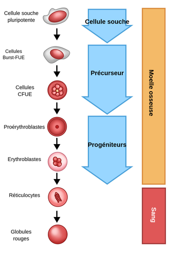 Le rôle de l'érythropoïétine - Labster
