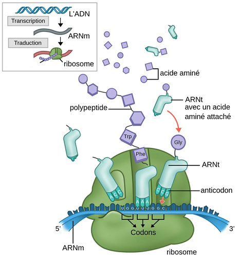 La traduction - Labster