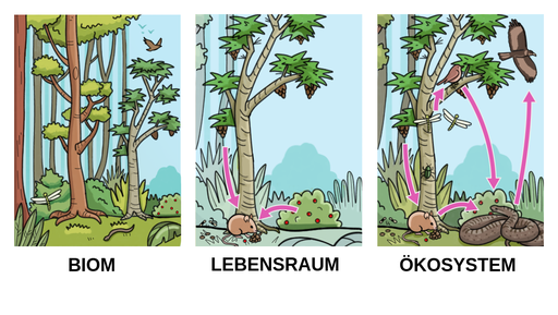 Biome, Ökosysteme und Lebensräume - Labster