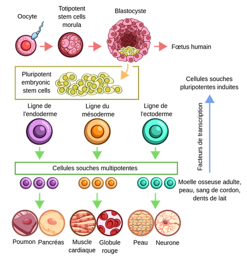 Types de cellules souches - Labster Theory