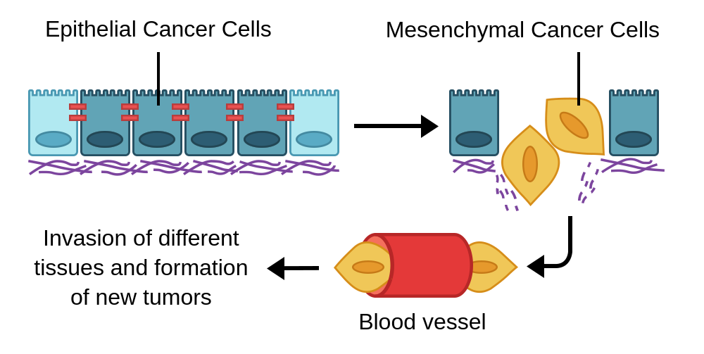 EMT in cancer - Labster