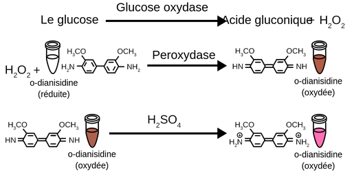 L'analyse du glucose - Labster