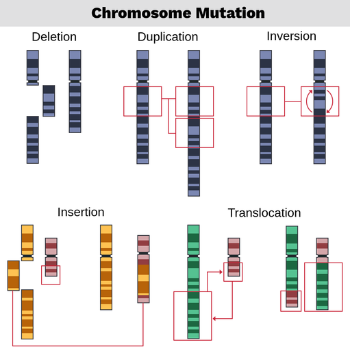 Chromosomal Structural Abnormalities Labster