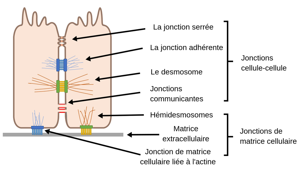 Les Jonctions Cellulaires Labster Les Jonctions Cellulaires Labster