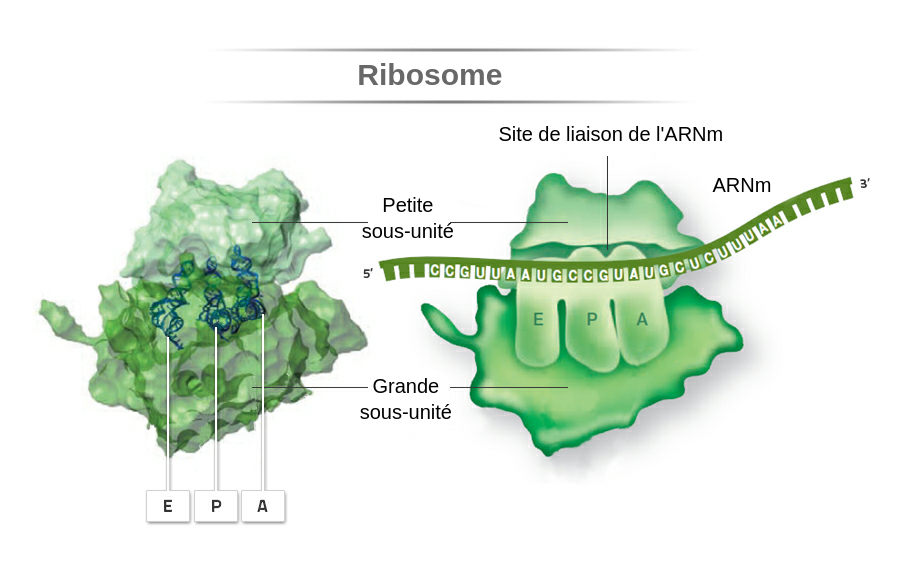 Le ribosome - Labster Theory