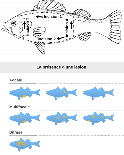 La nécropsie de poissons - Labster