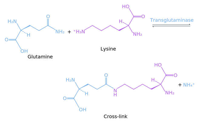Transglutaminases - Labster