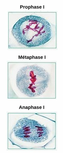 La méiose I - Labster