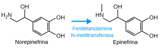 Norepinefrina y epinefrina - Labster