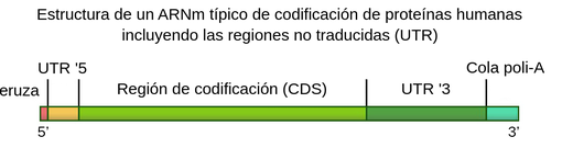 Maduración del ARNm - Labster
