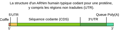 Les ARNm matures - Labster