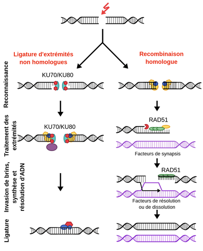 BRCA1 et BRCA2 - Labster Theory