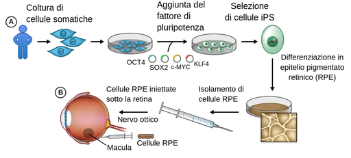 Applicazioni delle cellule staminali - Labster
