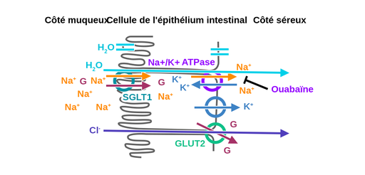 Le transport du glucose dans l'intestin - Labster Theory