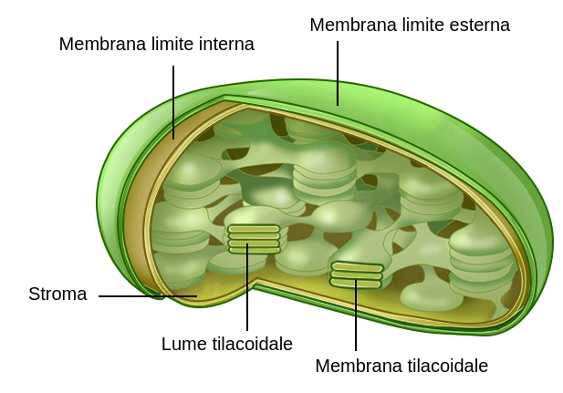 La fotosintesi - Labster Theory