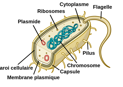 Le plasmide - Labster Theory