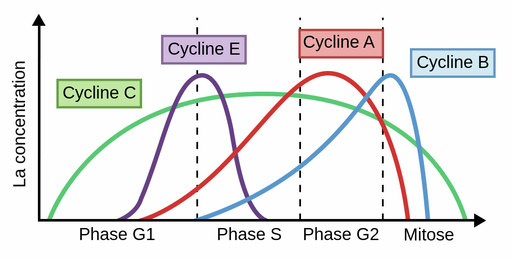 La cycline et la kinase dépendante de la cycline - Labster Theory