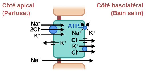 Le transport actif - Labster