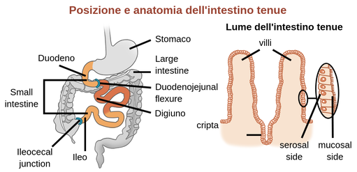 Intestino tenue - Labster Theory