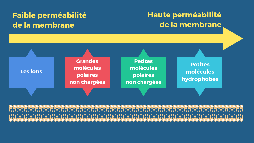 Le transport membranaire - Labster Theory
