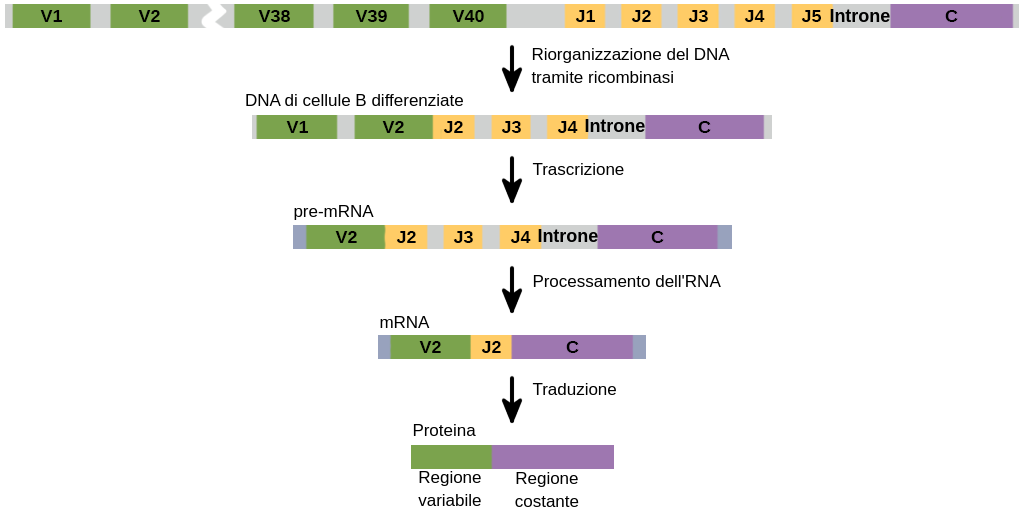 Variazione degli anticorpi - Labster
