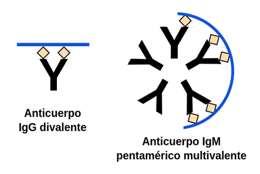Afinidad frente a avidez - Labster Theory