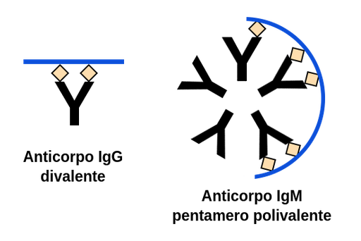Affinità vs. avidità - Labster Affinità vs. avidità - Labster