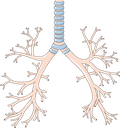 Welcome to Introduction to Pulmonary Physiology - Labster Theory