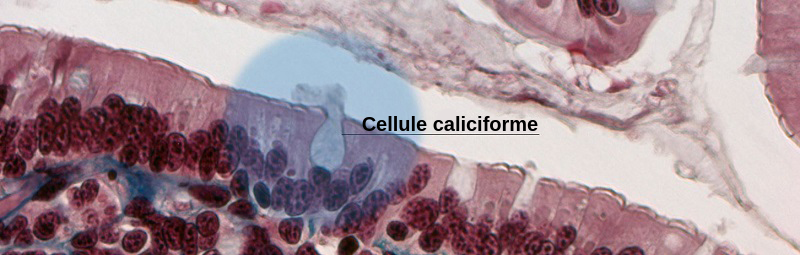 Les types de cellules de l'épithélium intestinal - Labster