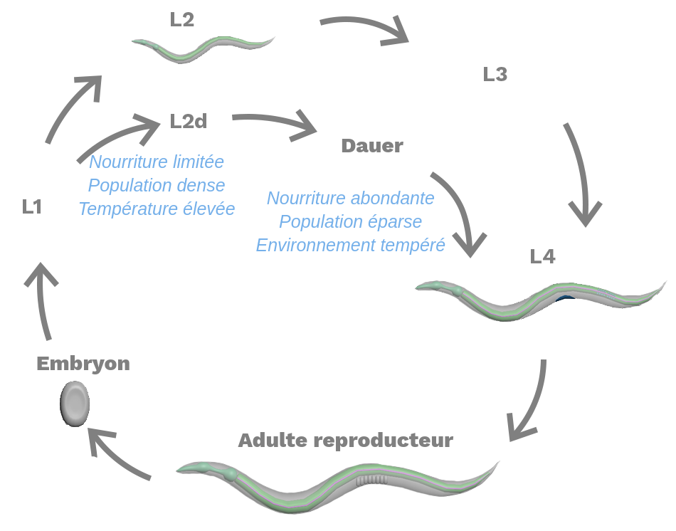 C. elegans - Labster