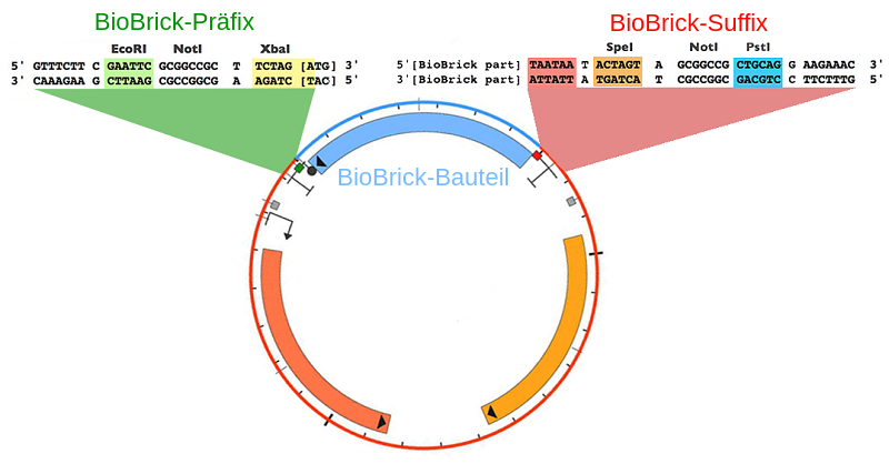 BioBricks - Labster