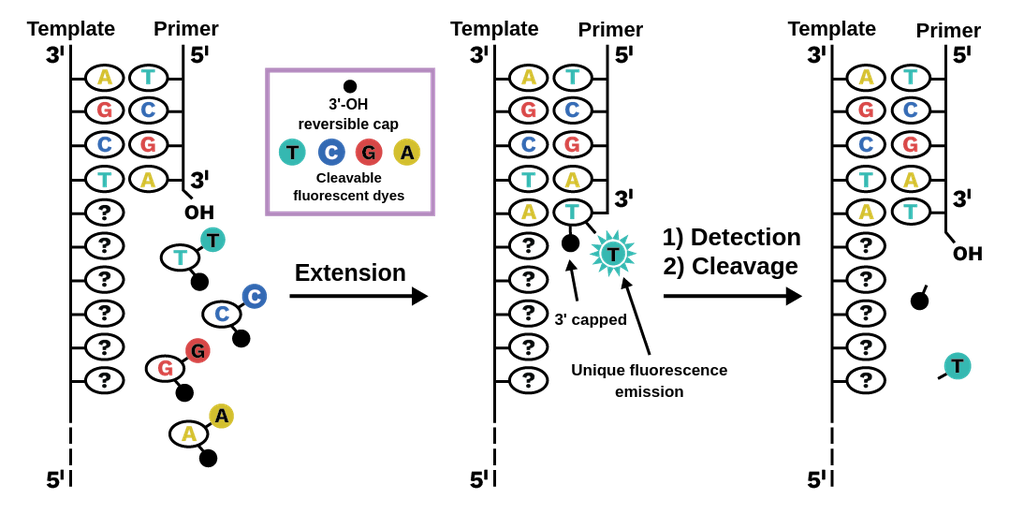 Sequencing process - Labster