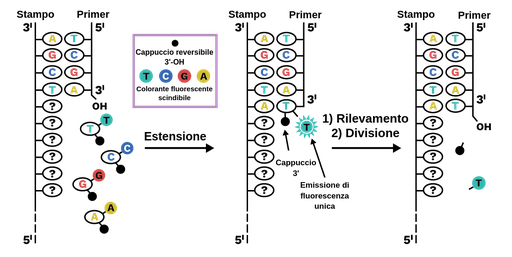 Processo di sequenziamento - Labster