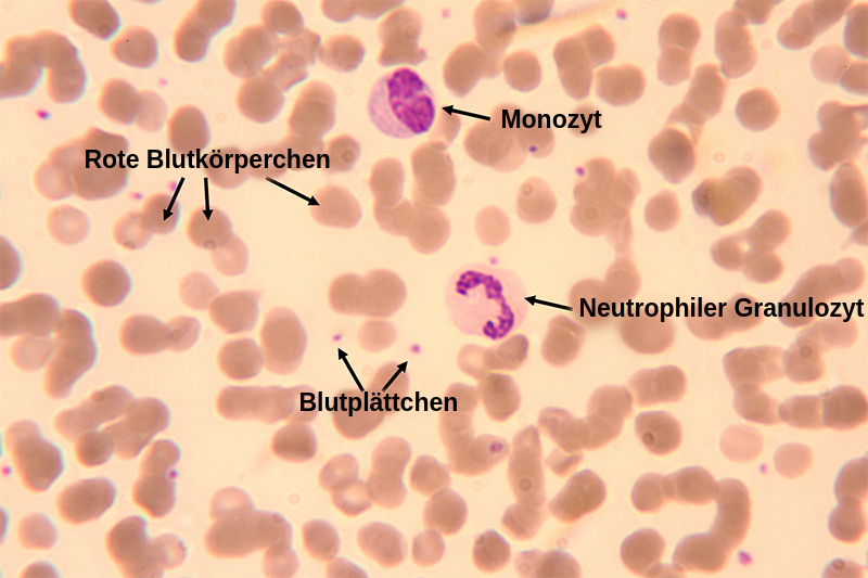 Peripherer Blutausstrich - Labster Theory
