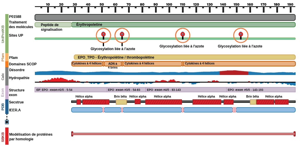 L'érythropoïétine (EPO) - Labster