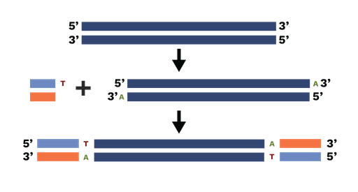 Adapter ligation - Labster