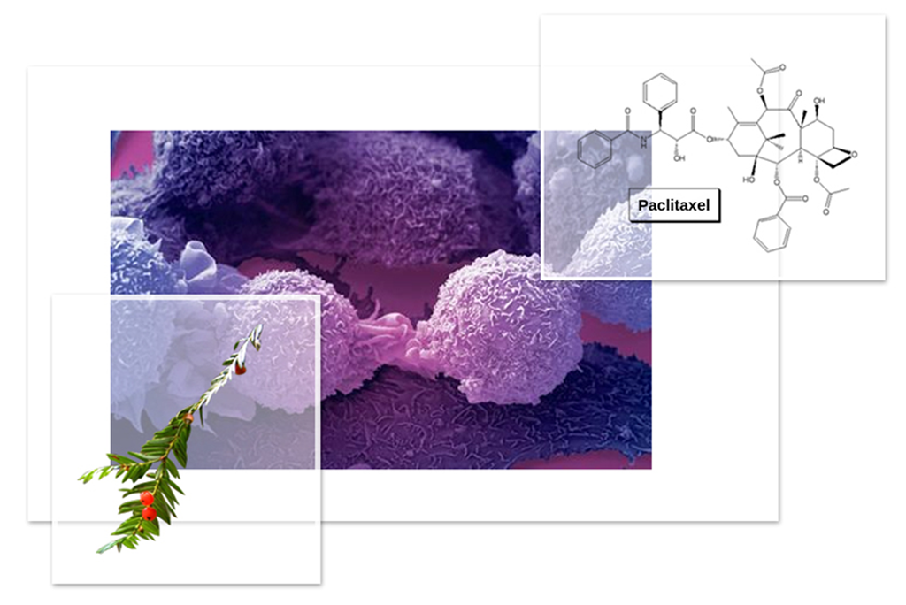 Paclitaxel - Labster