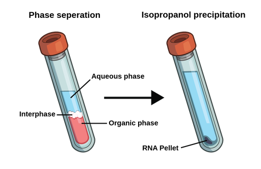 The phenol-chloroform method for nucleic acid isolation - Labster