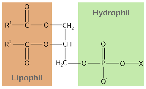 Amphiphile Verbindungen - Labster