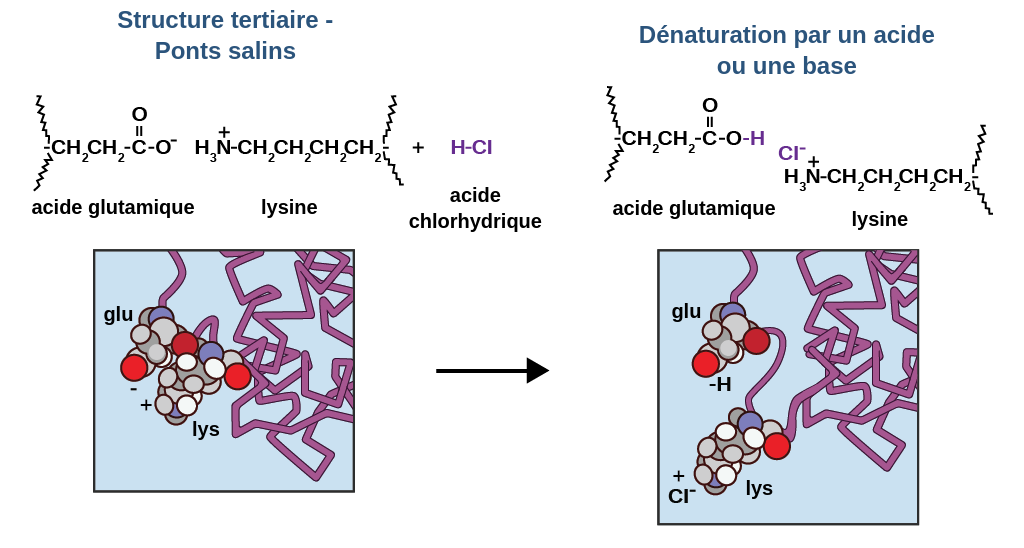 La dénaturation des proteines par interaction avec les acides et les ...