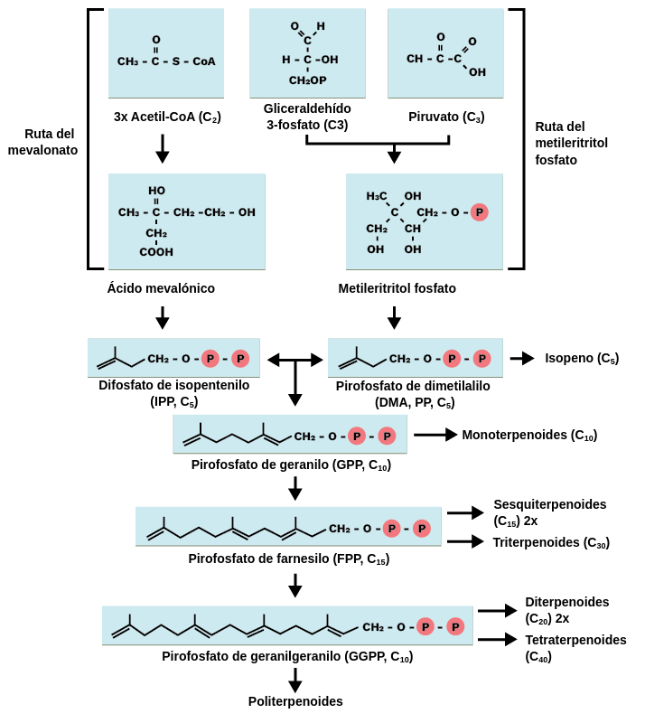 Biosíntesis de terpenoides - Labster