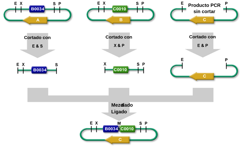 Ensamblaje 3A - Labster