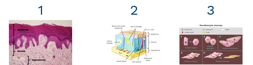 Skin Layers and Organ Anatomy Attributions - Labster Theory