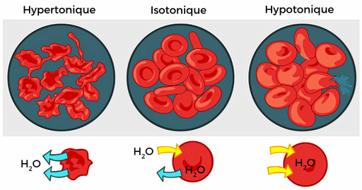 L'osmose à travers les membranes cellulaires - Labster