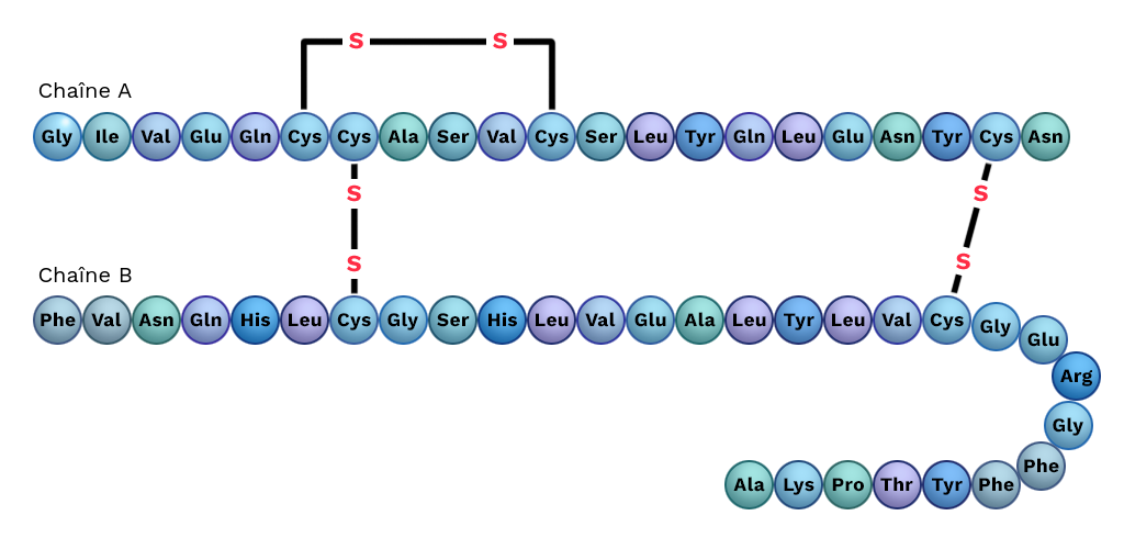 La structure de l'insuline - Labster Theory